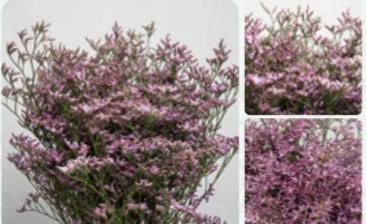 Limonium Safora Lilac – Bloomslink